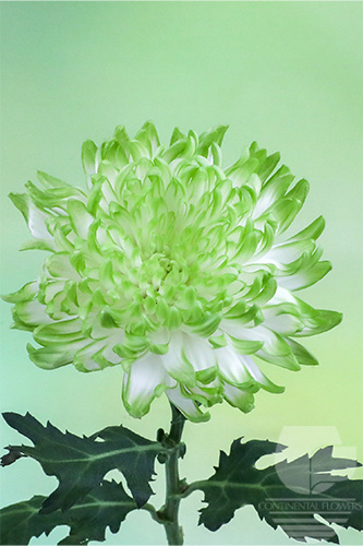 Continental Flowers | Growers • Importers • Distributors