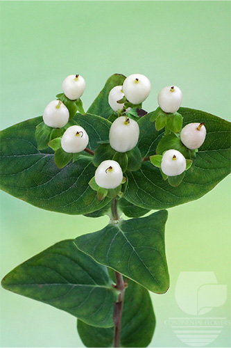 Continental Flowers | Growers • Importers • Distributors