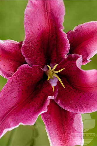 Continental Flowers | Growers • Importers • Distributors