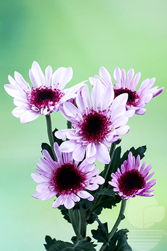 Continental Flowers | Growers • Importers • Distributors