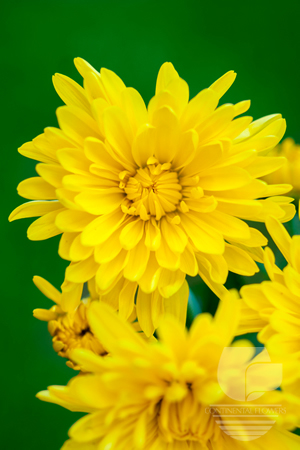 Continental Flowers | Growers • Importers • Distributors