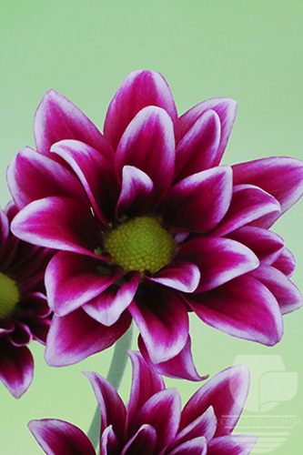 Continental Flowers | Growers • Importers • Distributors