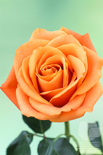 Continental Flowers | Growers • Importers • Distributors