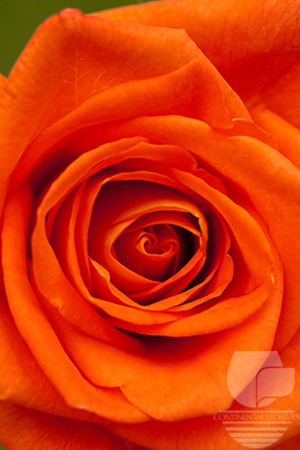 Continental Flowers | Growers • Importers • Distributors